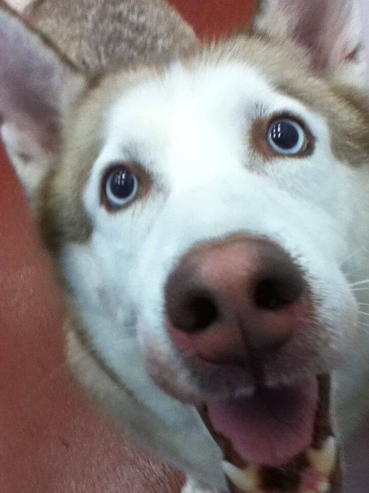 September Pet of the Month - Edina Pet Hospital