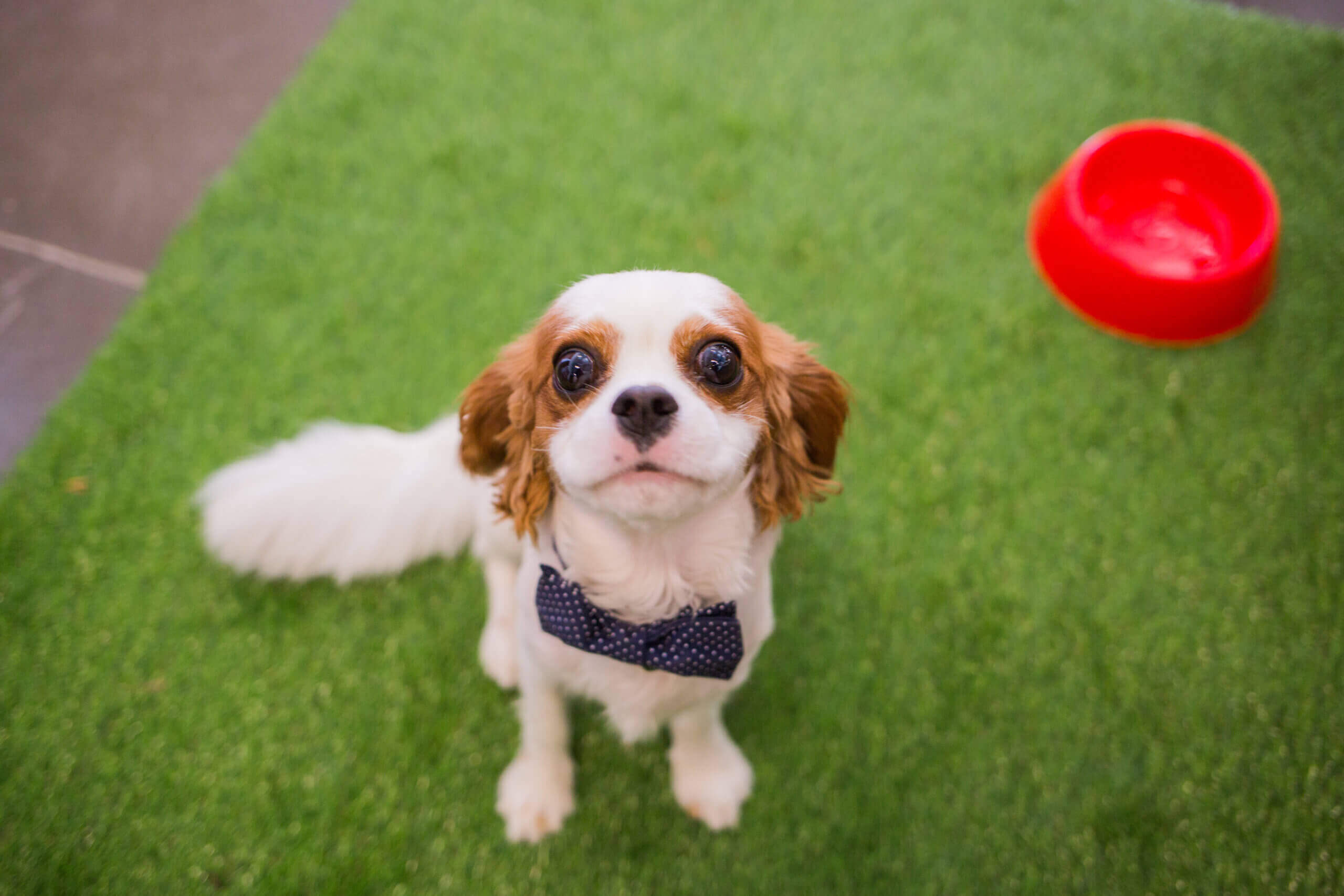 Heartworm Disease Prevention for Your Animals - Edina Pet Hospital